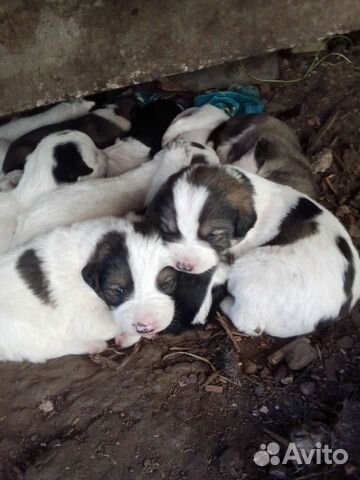 Щенки смесь