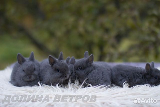 Карликовые крольчата миноры голубого окраса