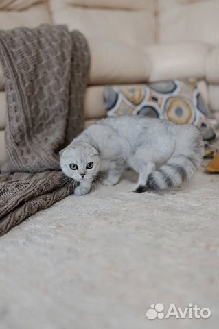 Шотландский котенок шоу класса
