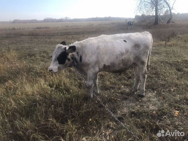 Быки, бычки голштинской породы