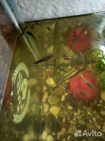 Аквариумные рыбки гуппи микс