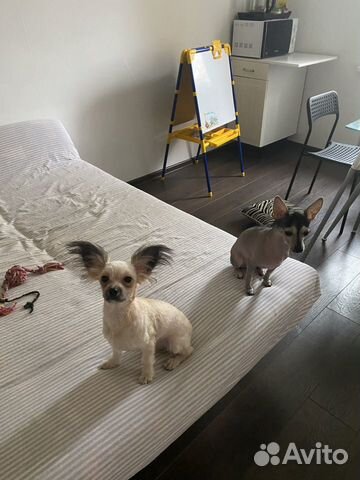 Китайская хохлатая пуховая мини