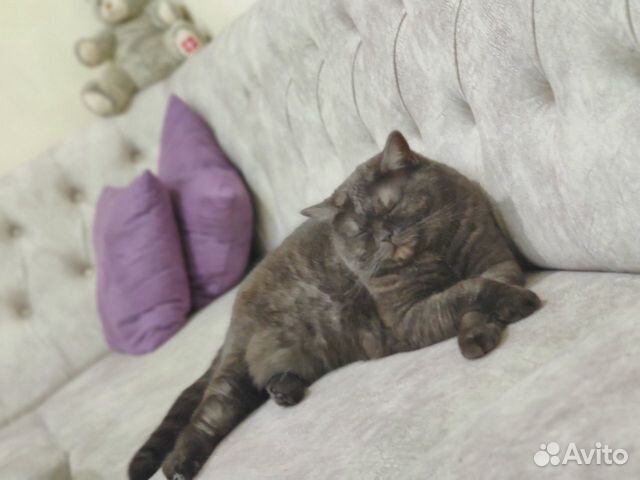 Кошка Скотиш Страйт, 4 года