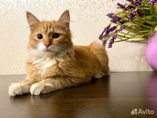 Крупный рыжий котенок в добрые руки