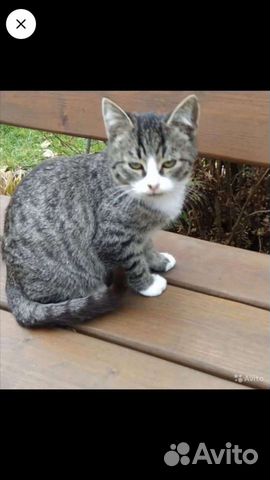 Котенок мальчик 3 месяца