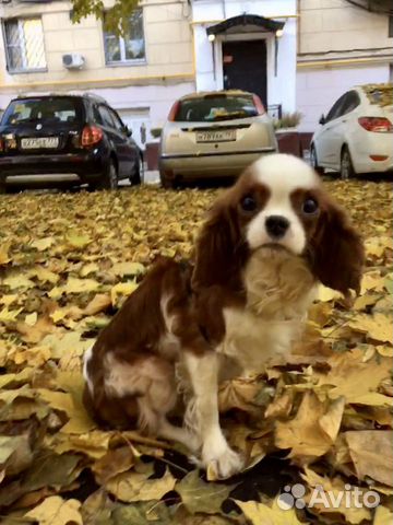 Кавалер Кинг чарльз спаниель девочка рубин