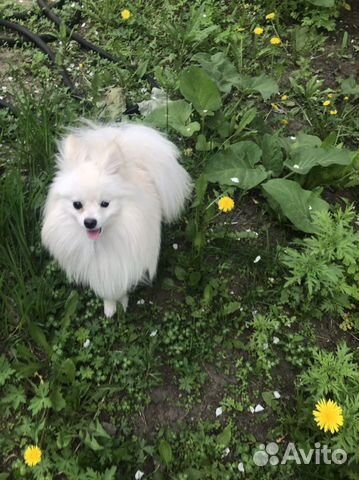 Шпиц мальчик ищет невесту