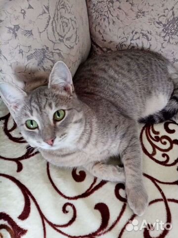 Котик Тимочка 10 мес