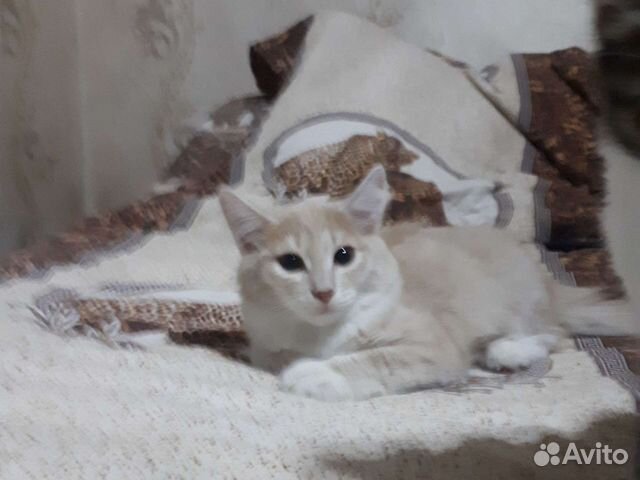 Котята 4 месяца сибирские ангорки