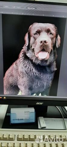 Кобель на вязку