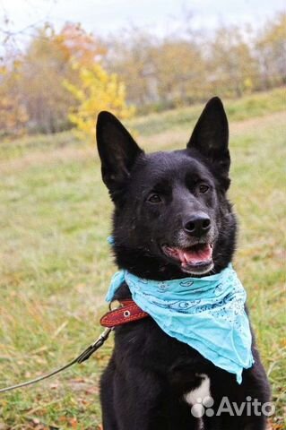 Собака из приюта стрессует в приюте