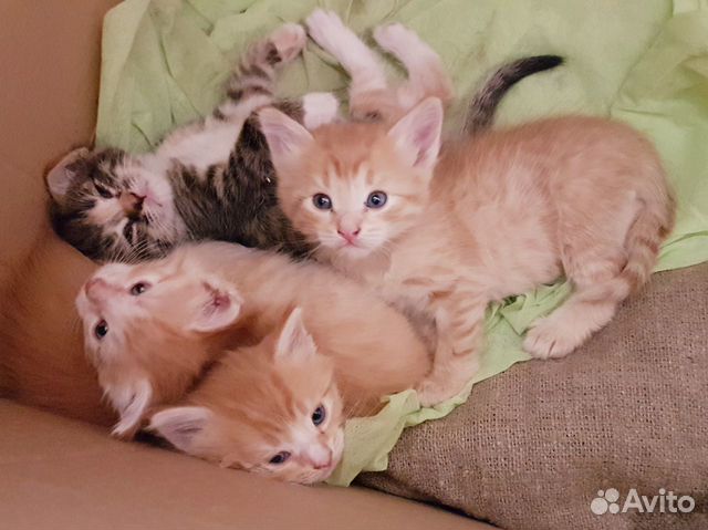 Рыжий котик