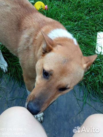 Собаки бесплатно в добрые руки