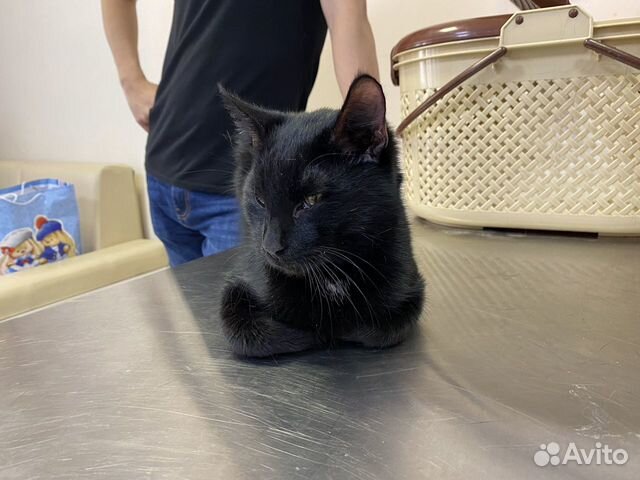 Молодой котик хирокохатурама