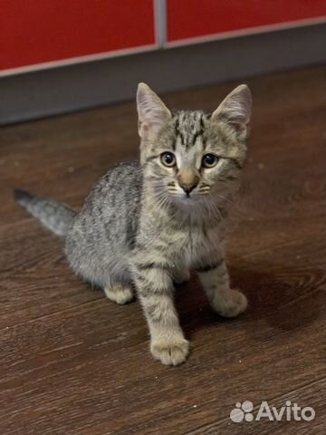 Отдам котенка