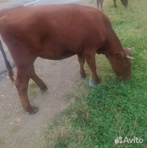 Коровы и телки стельные