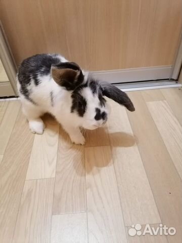 Декоративный кролик