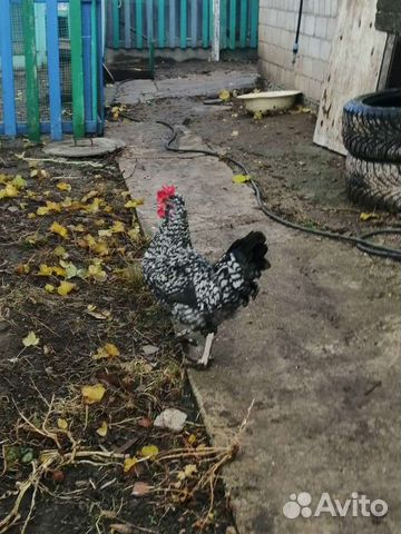 Петух