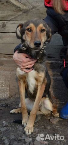 Собаки Луна и Солнышко 1 год