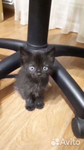 Котята в добрые руки бесплатно