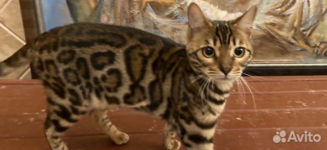 Бенгальские котята Темное Золото, в диком типе