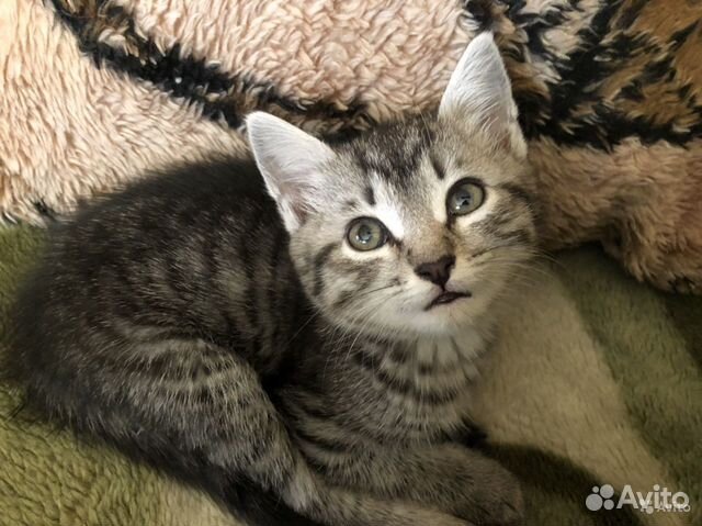 Полосатый котенок в год тигра