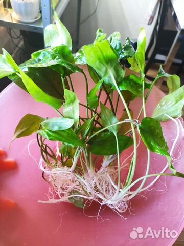 Анубиас Бартера