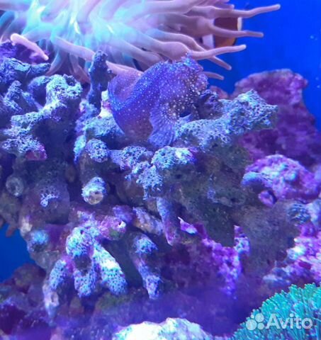 Рыба в морской аквариум