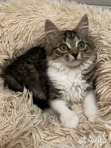 Котенок ласковый игривый девочка