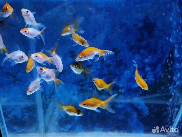 Аквариумные рыбки