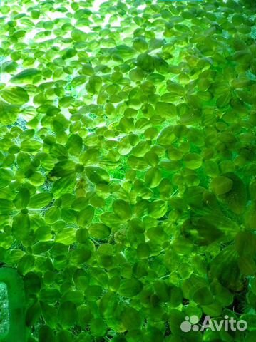 Пистия - Аквариумное растение