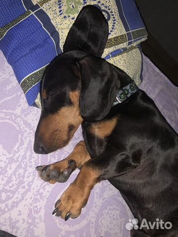 Ищем ответственного хозяина