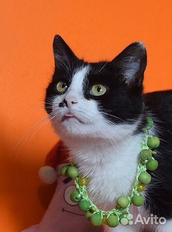 Кошка-подружка