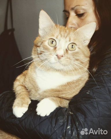 Настоящий рыжий кот ищет дом