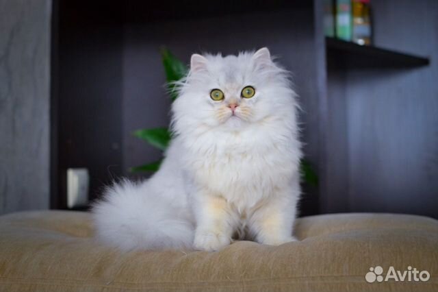 Серебристая шиншилла