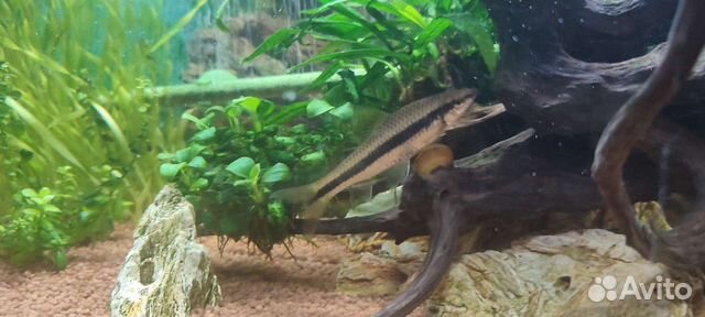 Сиамский водорослеед