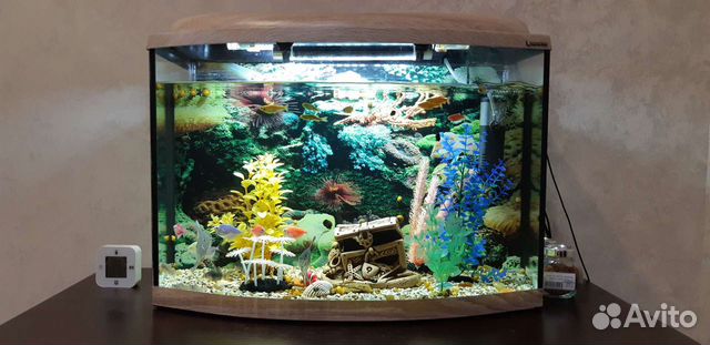 Аквариум с рыбками