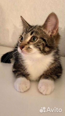 Котенок мальчик Гаврик в добрые руки