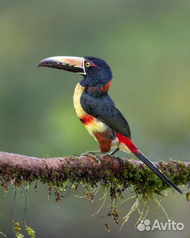 Туканы Арасари