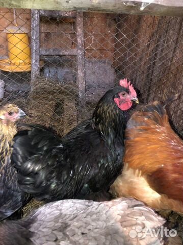 Петушки «Брама»