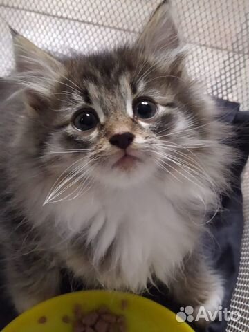 Элитный метис