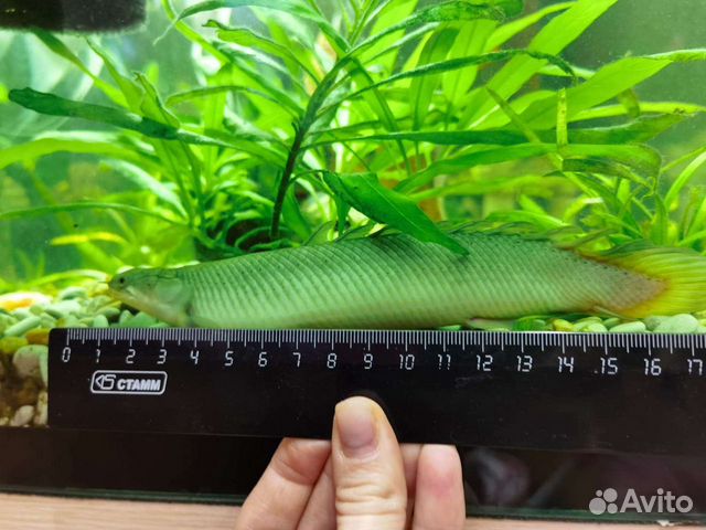 Полиптерус