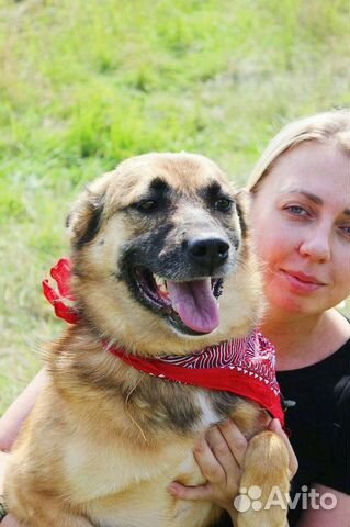 Собаку сдали в приют