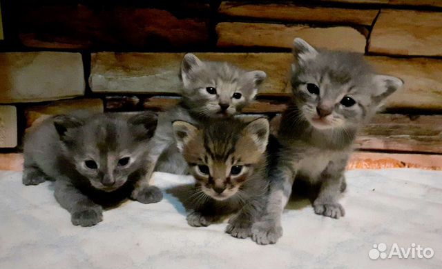 Котята в добрые руки