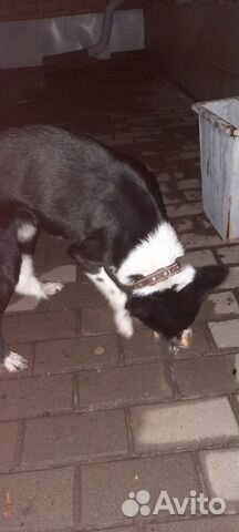 Найдена собака