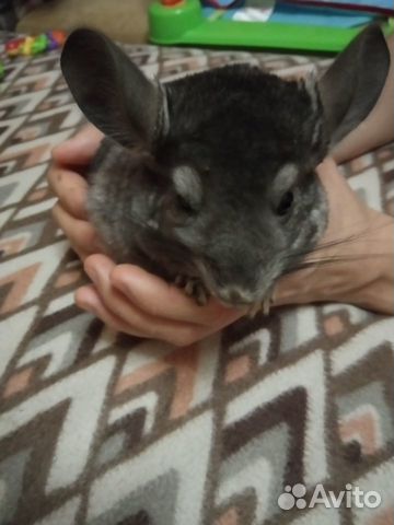 Шиншилла мальчик