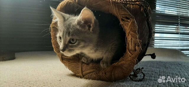 Котята мальнькие в Дар