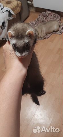 Продам хорька