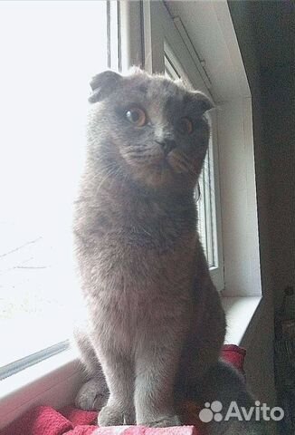Кошечка Матильда ищет дом