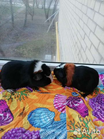 Морские свинки цветной английский крестед